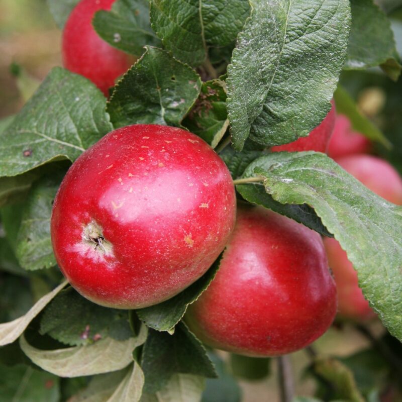 Core Blimey™ | Frank P Matthews