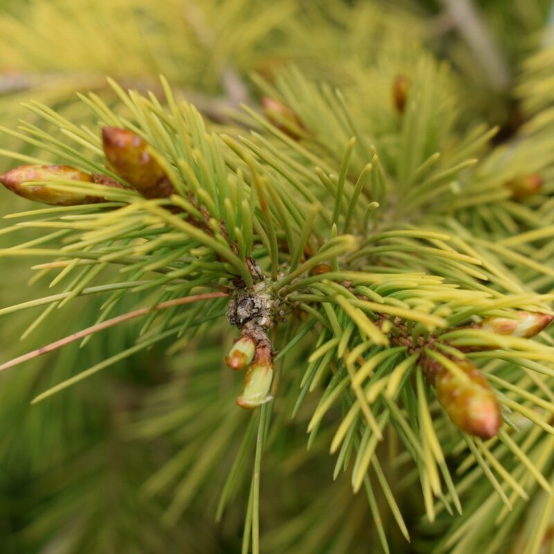 Picea pungens 'Erich Frahm' | Frank P Matthews