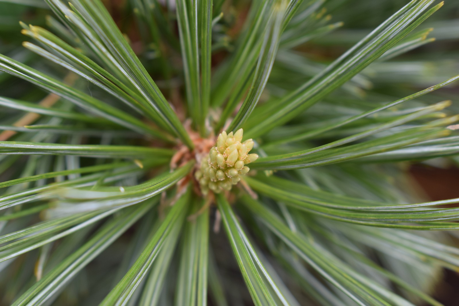 Pinus flexilis 'Vanderwolf's Pyramid' | Frank P Matthews