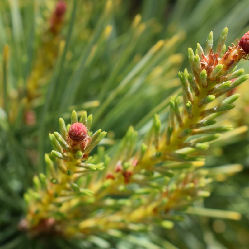 Pinus patula | Frank P Matthews