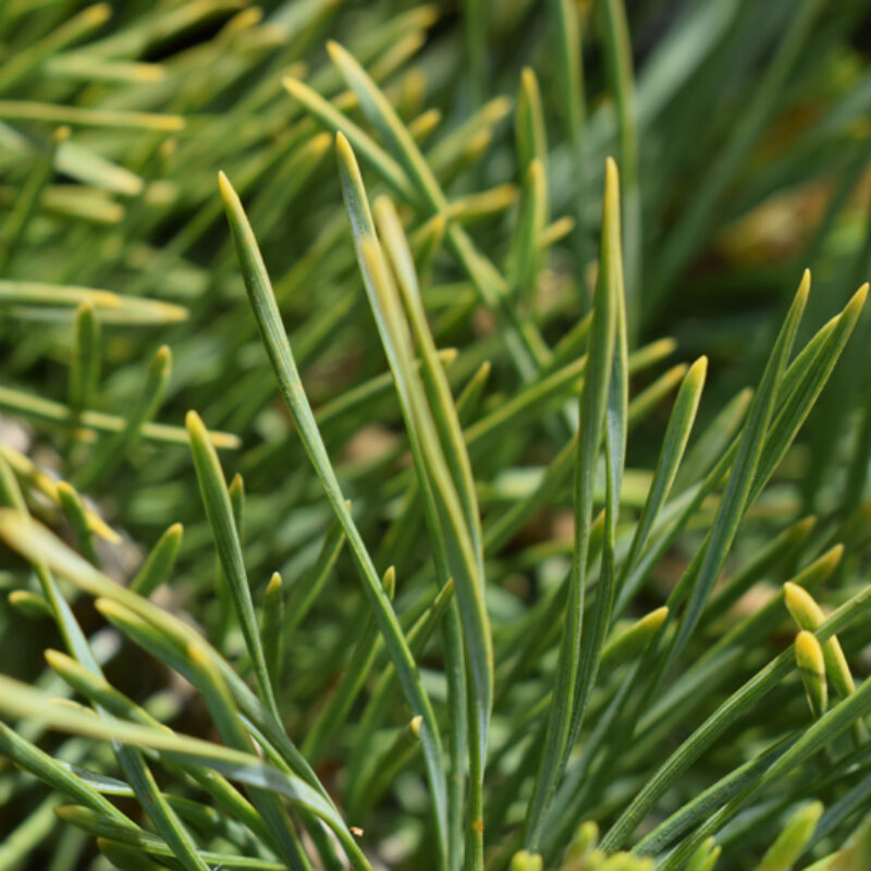 Pinus sylvestris 'Gold Medal' | Frank P Matthews