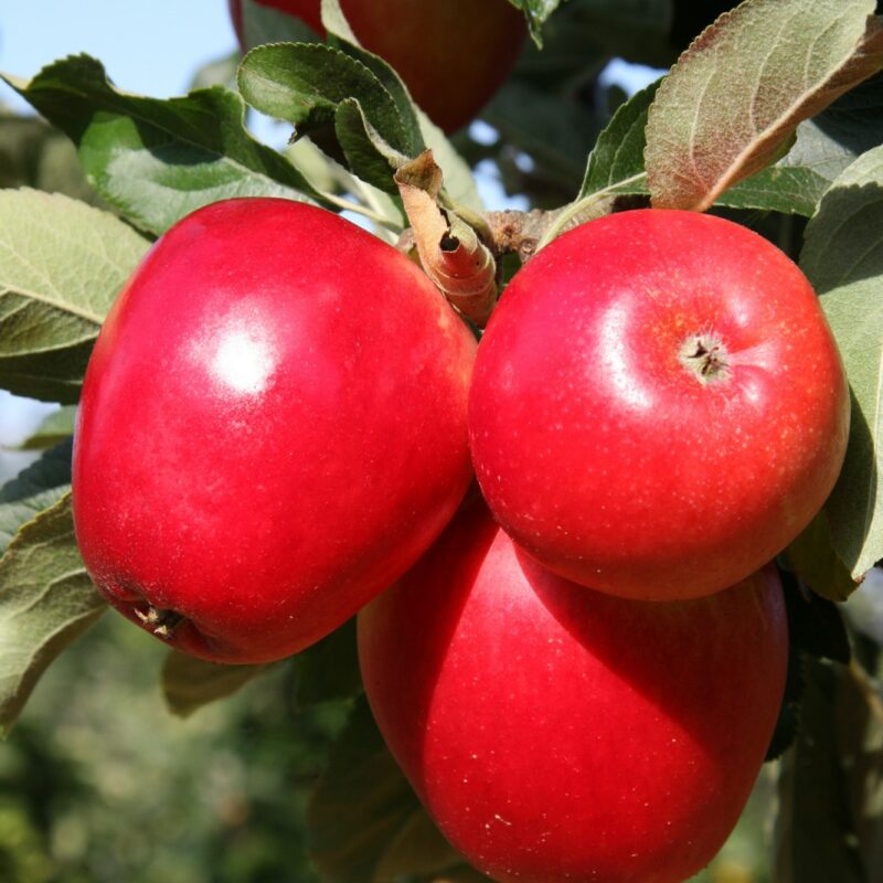 Beauty of Bath | Frank P Matthews