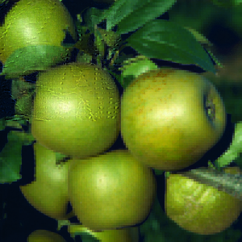 Irish Peach | Frank P Matthews