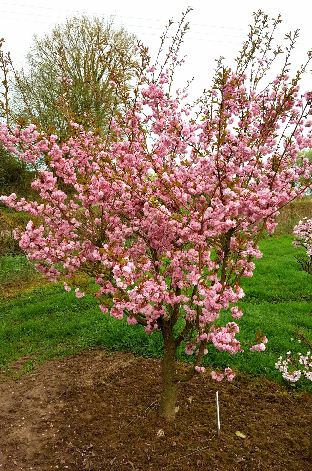 Prunus 'Asano' | Frank P Matthews