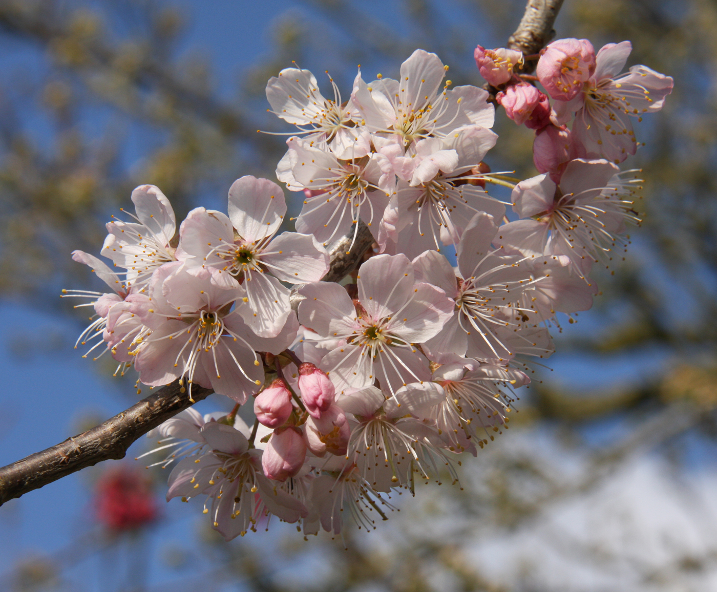 Prunus avium | Frank P Matthews