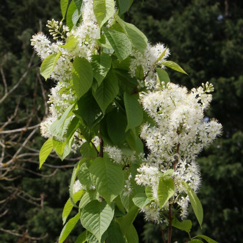 Prunus 'Asano' | Frank P Matthews