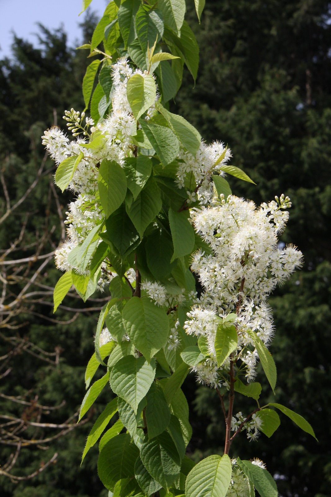 Prunus maackii 'Amber Beauty' | Frank P Matthews