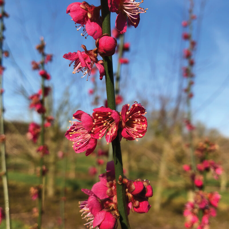 Prunus mume 'Beni-chidori' | Frank P Matthews