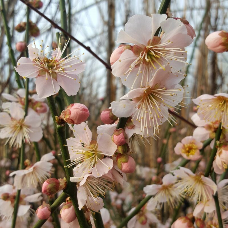 Prunus 'Gyoiko' | Frank P Matthews