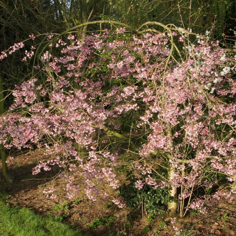 Prunus pendula 'Pendula Rubra' | Frank P Matthews