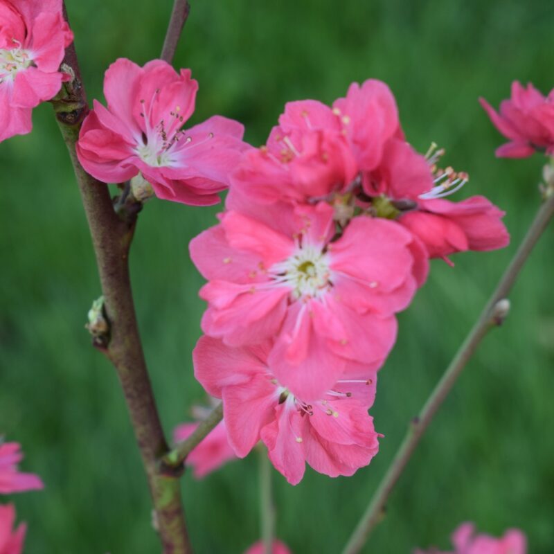Prunus incisa 'Mikinori' | Frank P Matthews