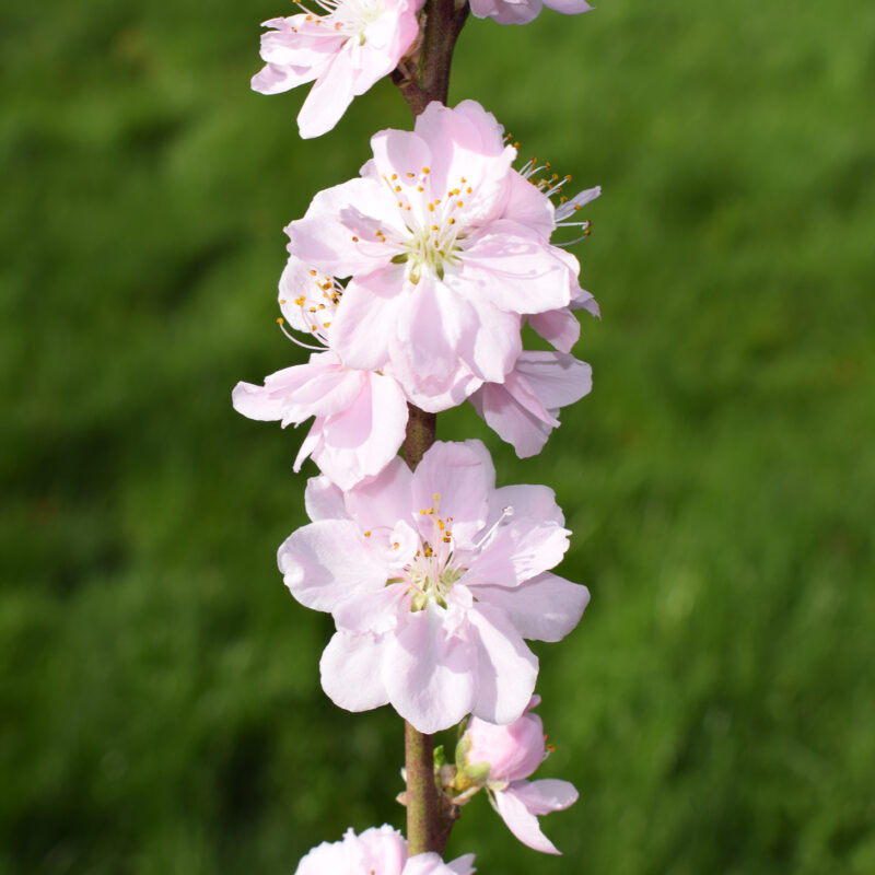 Prunus 'Gyoiko' | Frank P Matthews