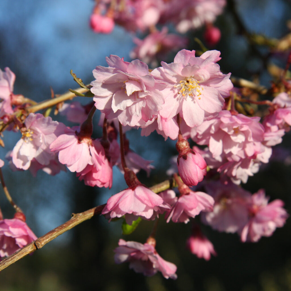 Prunus 'Beni-yutaka' | Frank P Matthews
