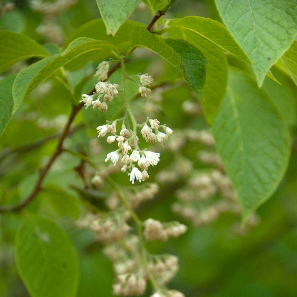 Pterostyrax hispida | Frank P Matthews