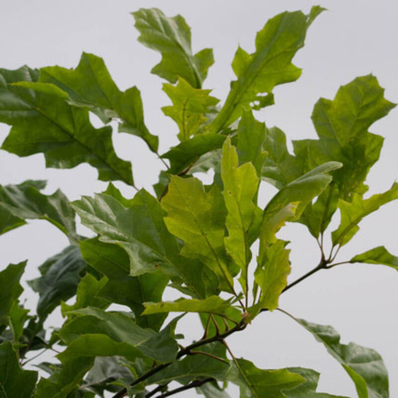 Quercus x warei 'Regal Prince' | Frank P Matthews