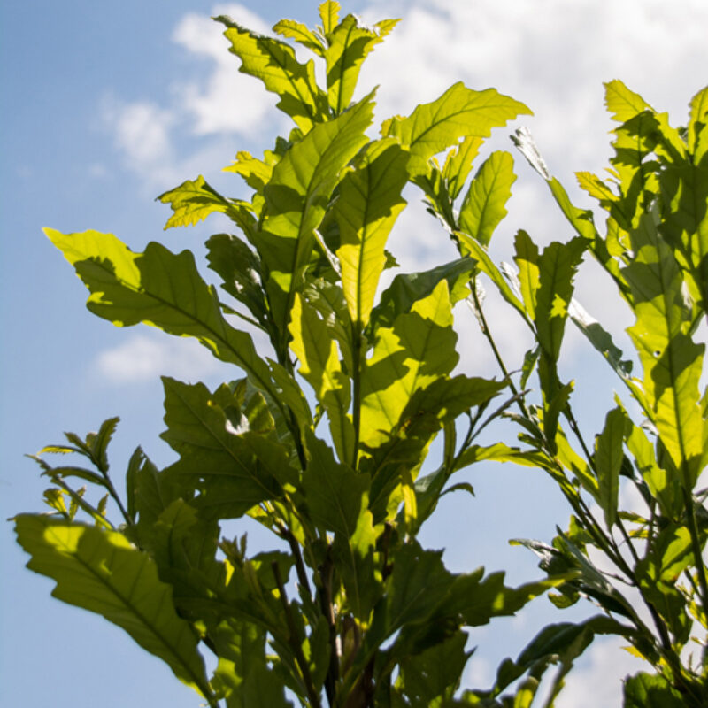 Quercus texana 'New Madrid' | Frank P Matthews