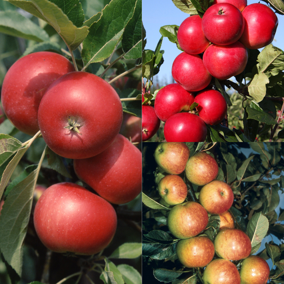 Red Devil/Discovery/James Grieve | Frank P Matthews