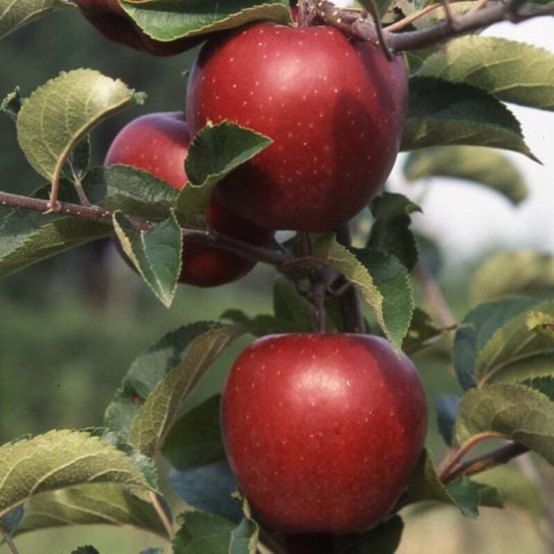 Apple Annie Elizabeth | Fruit Trees | Frank P Matthews