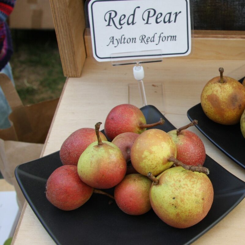 Fondante d'Automne | Frank P Matthews