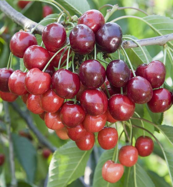 Regina | Frank P Matthews