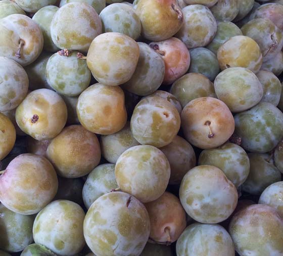 Reine Claude Doree | Frank P Matthews