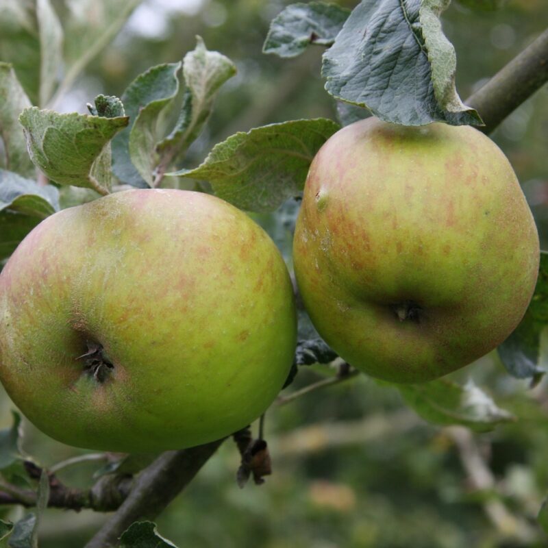 Apple Annie Elizabeth | Fruit Trees | Frank P Matthews
