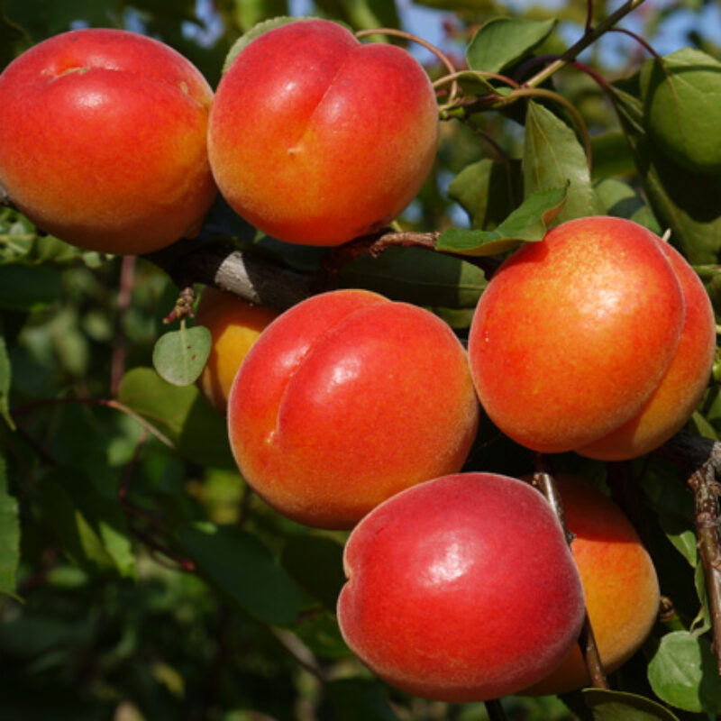 Garden Aprigold® | Frank P Matthews