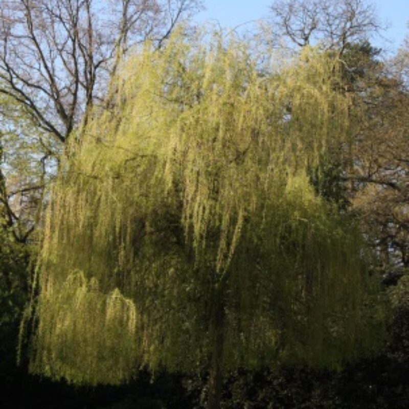 Salix alba vitellina 'Britzensis' | Frank P Matthews