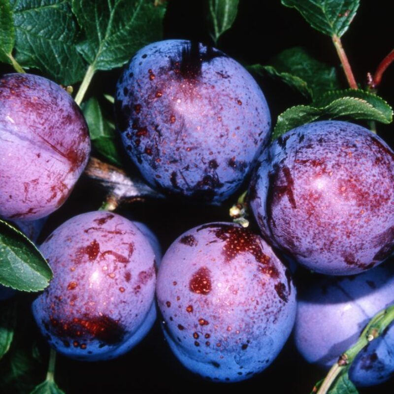 Haganta® | Frank P Matthews