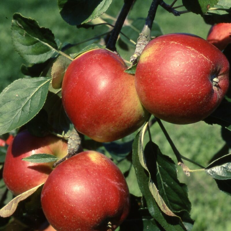 Chivers Delight | Frank P Matthews