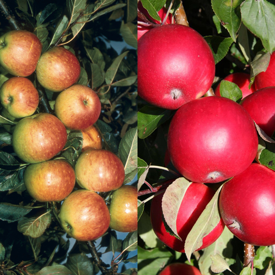 Scrumptious®/James Grieve | Frank P Matthews