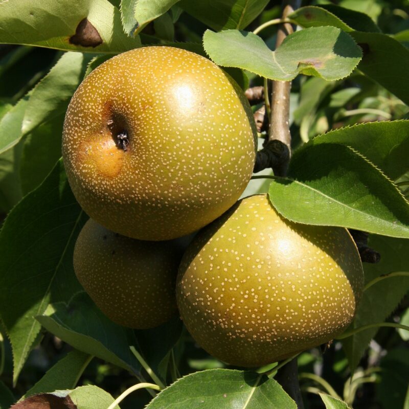 Olympic Asian Pear | Fruit Trees | Frank P Matthews