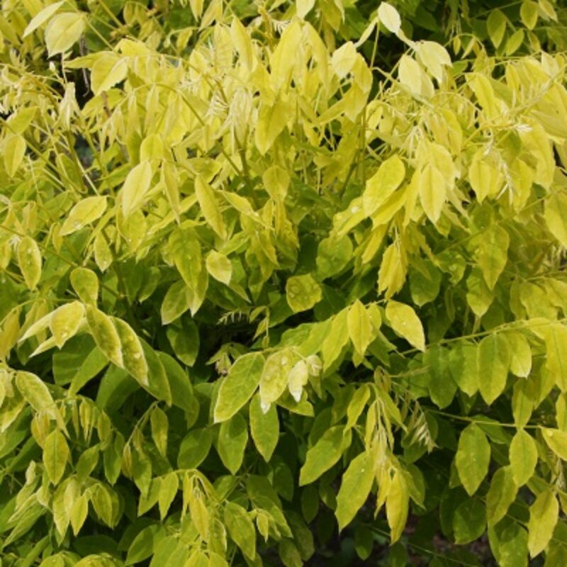 Sophora japonica 'Gold Standard' | Frank P Matthews