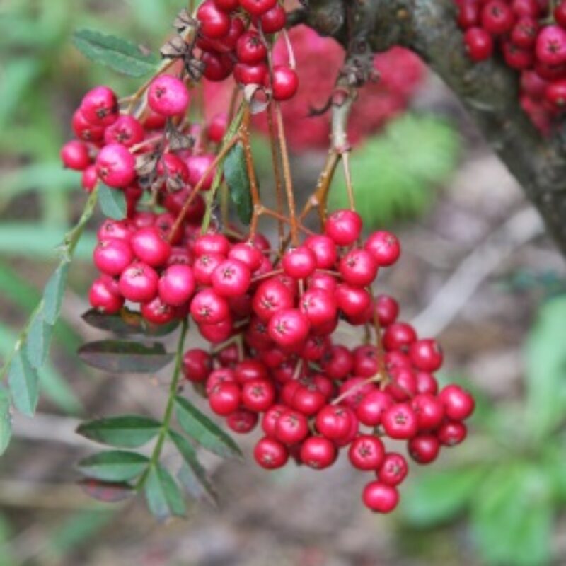 Sorbus 'Joseph Rock' | Frank P Matthews