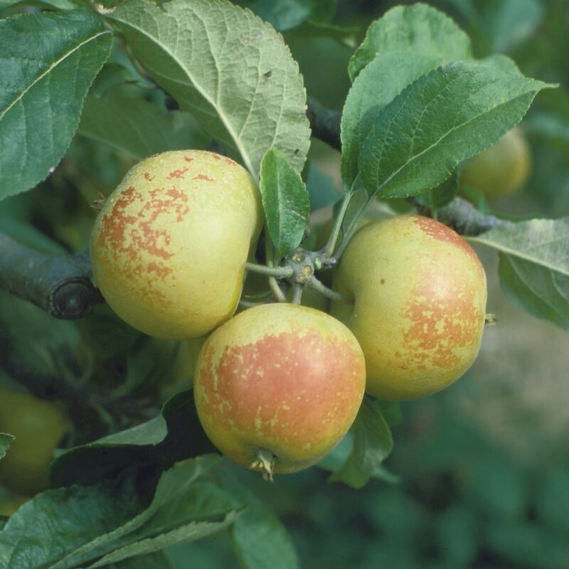 Core Blimey™ | Frank P Matthews