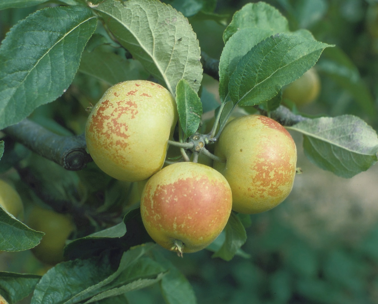 St Edmund's Russet | Frank P Matthews