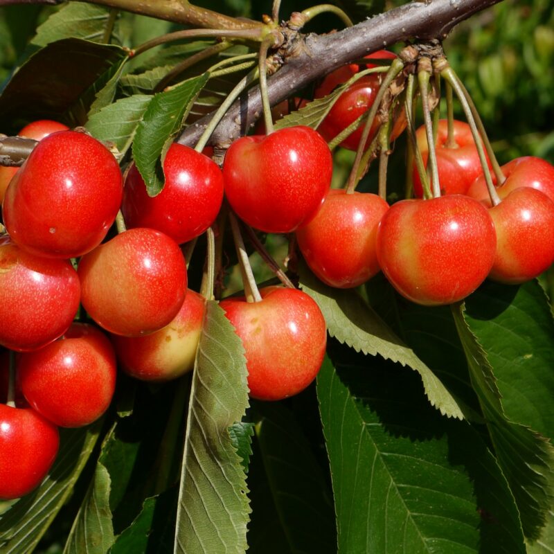 Meteor Korai | Frank P Matthews