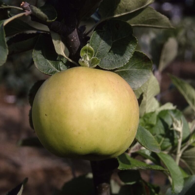 Stirling Castle | Frank P Matthews