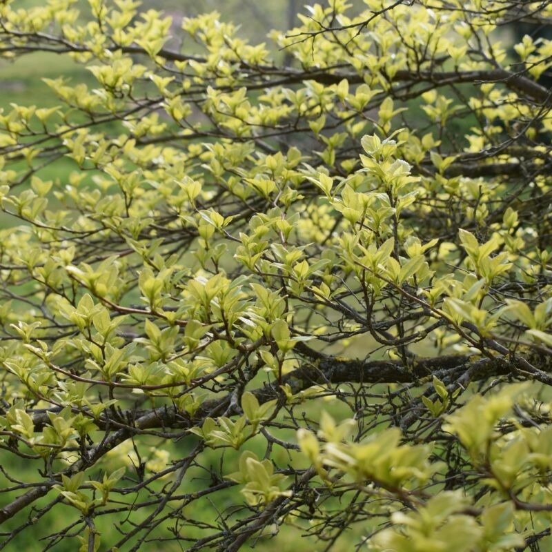 Styrax japonicus 'Issai' | Frank P Matthews