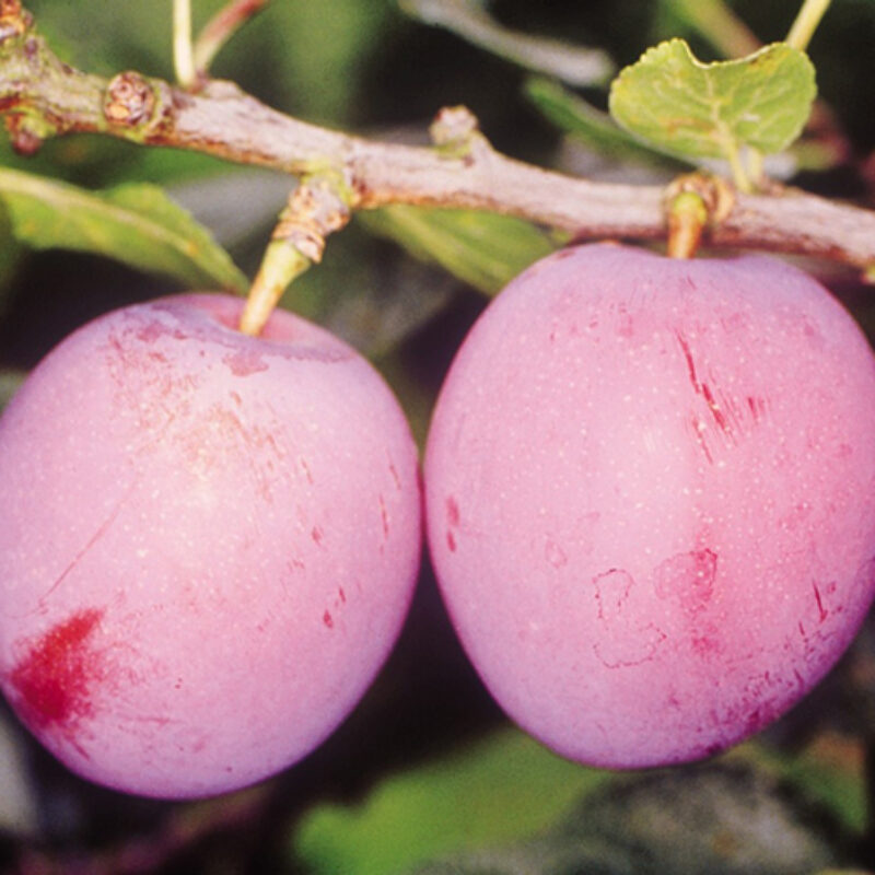 Gordon Castle | Frank P Matthews