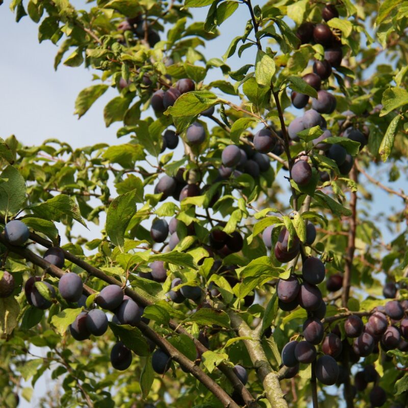 King of the Damsons | Frank P Matthews