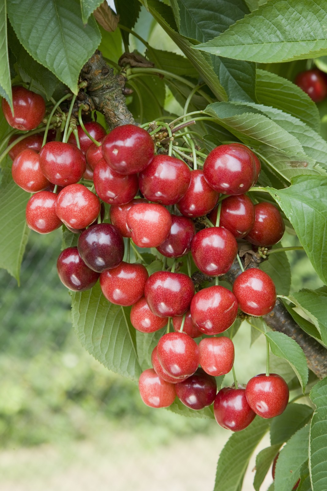 Sylvia | Frank P Matthews