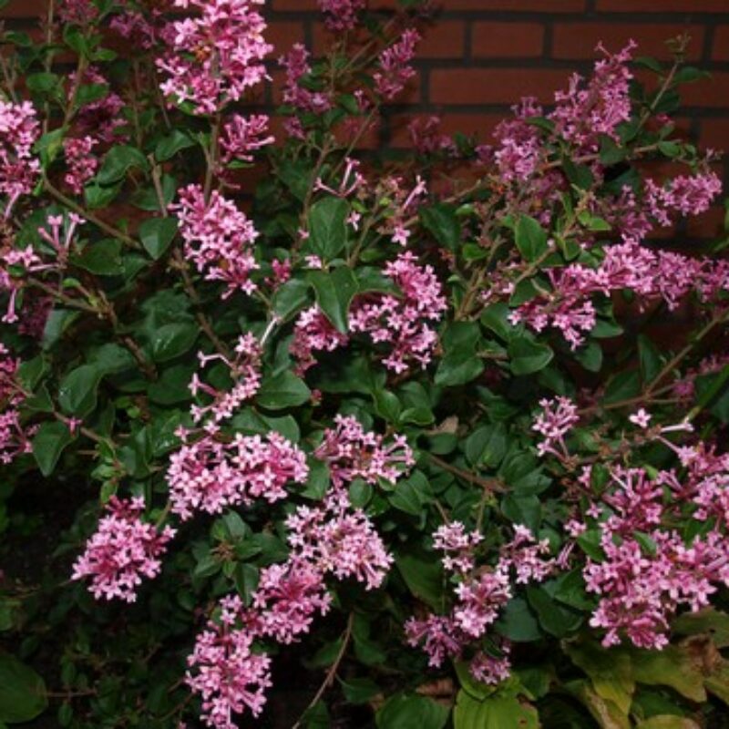 Syringa pekinensis Beijing Gold | Frank P Matthews