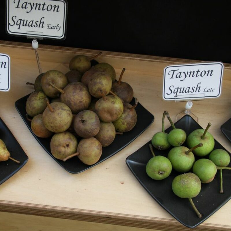 Invincible delwinor fertilia® | Frank P Matthews