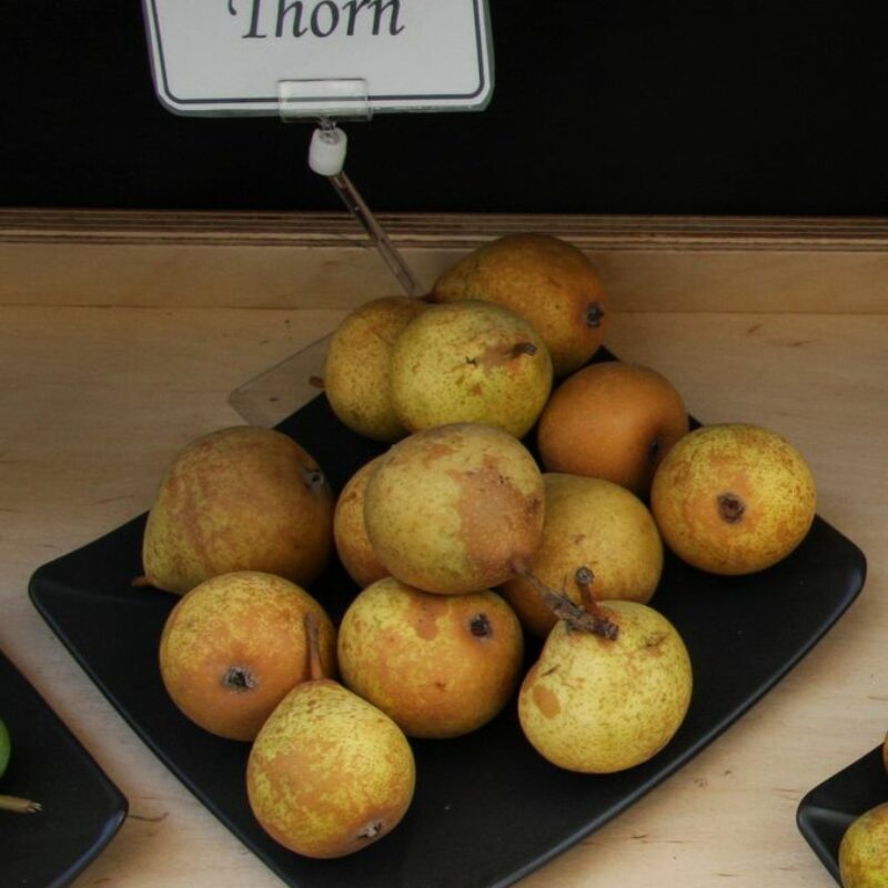 Pitmaston Dutchess | Frank P Matthews