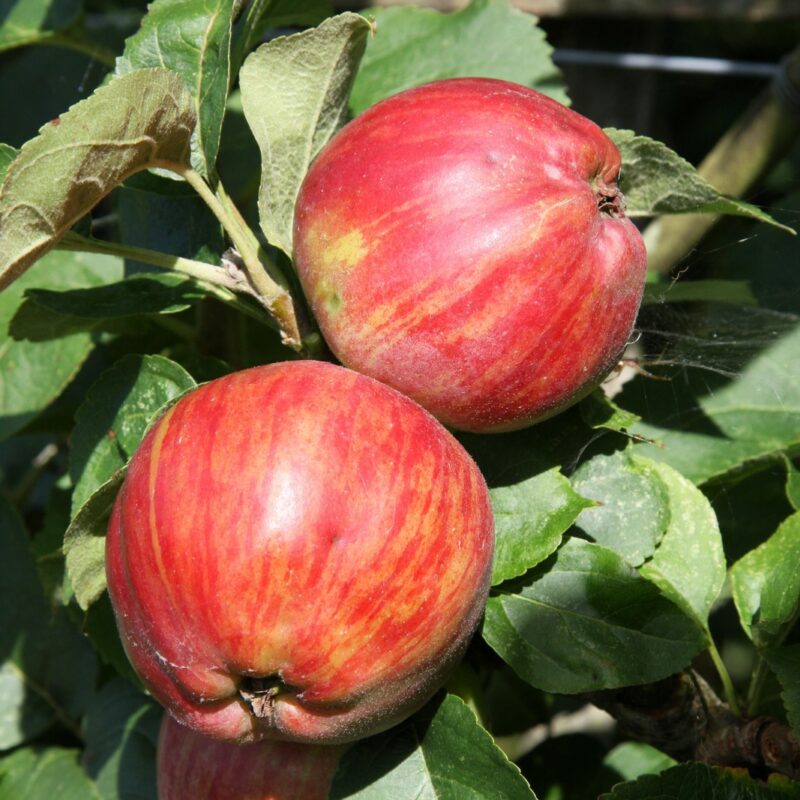 Lord Lambourne | Frank P Matthews