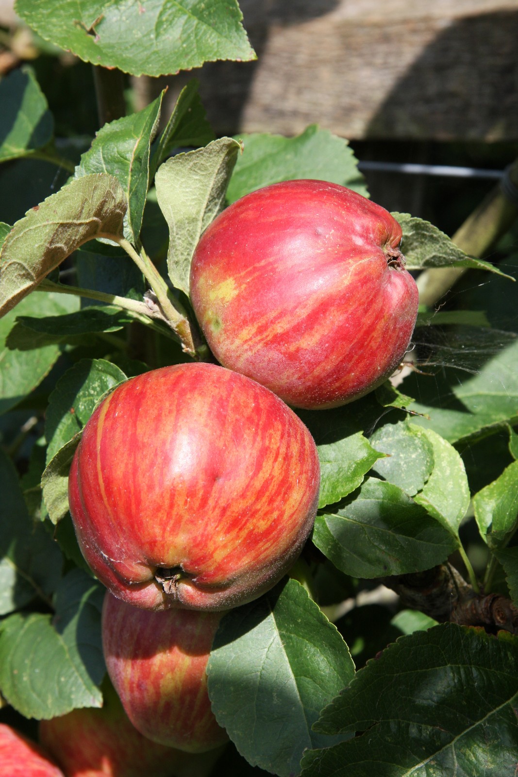 Tom Putt | Frank P Matthews