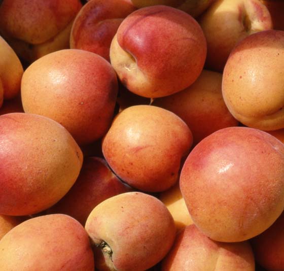 Tomcot® | Frank P Matthews