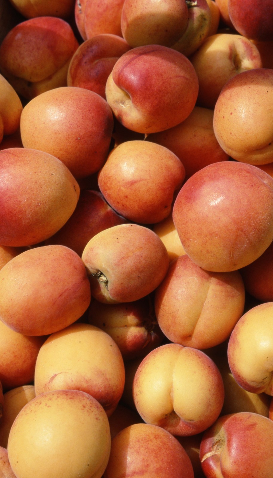 Tomcot® | Frank P Matthews