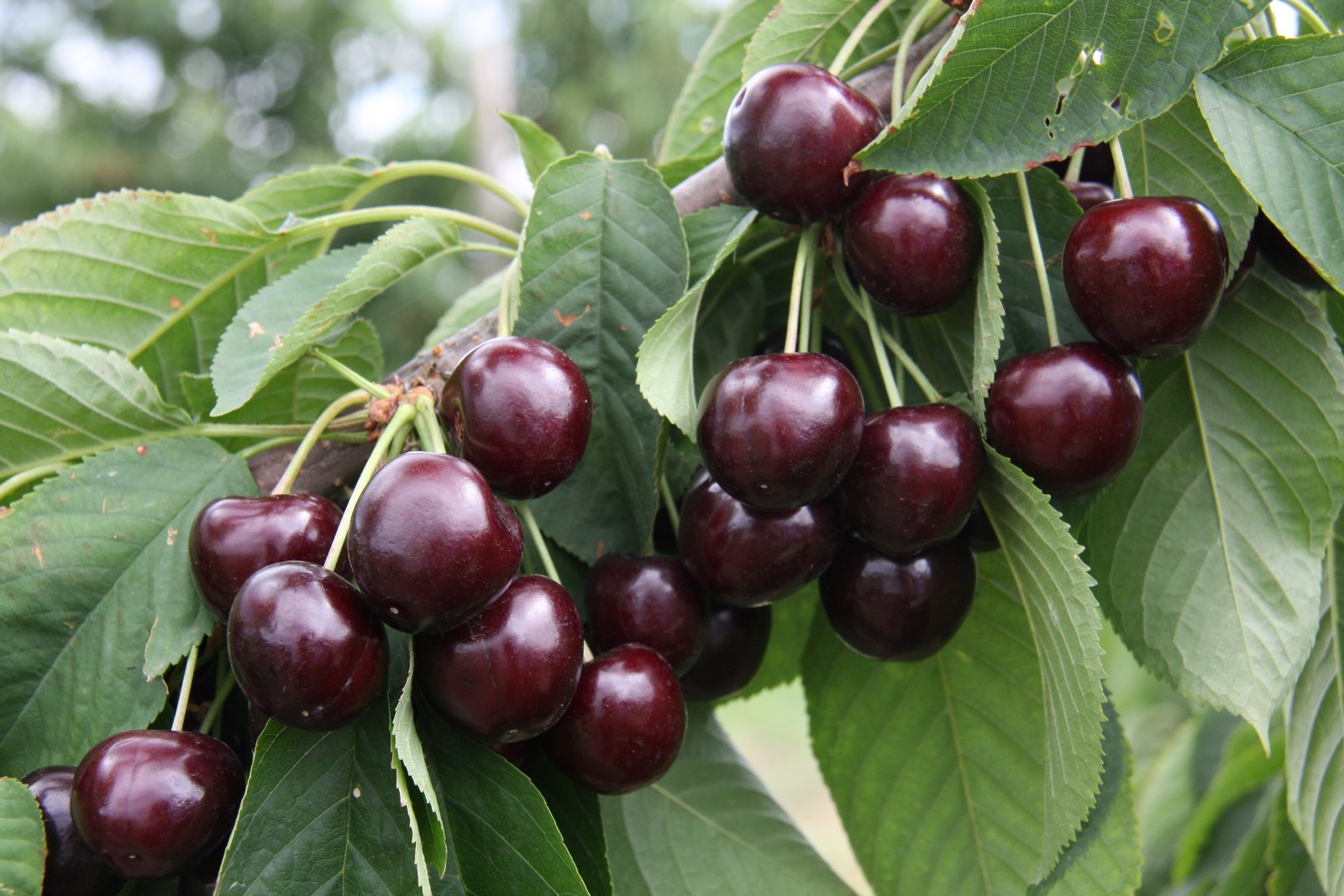 Van | Frank P Matthews